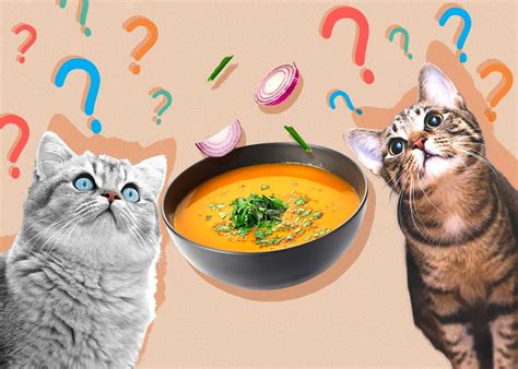 Can Cats Eat Soup Vet Reviewed Facts And Faq Catster