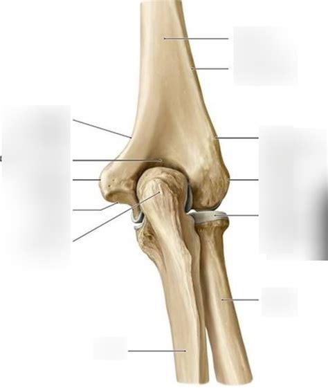 Anatomy Of Elbow Posterior View Diagram Quizlet
