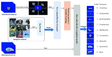 Rare Microfossil Recognition Model Based On Transfer Learning And Download Scientific Diagram