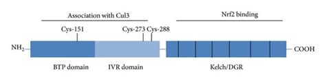 Schematic Representation Of Nrf2 And Keap1 Structures A Nrf2 Download Scientific Diagram