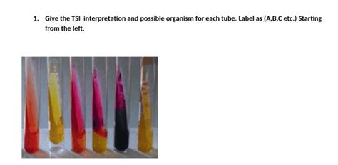 Solved Microbiology Give The TSI Interpretation And Poss