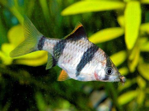 Tiger Barb Puntius Tetrazona Care Tank Mates And Breeding Guide