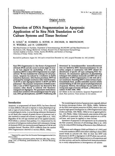 Pdf Detection Of Dna Fragmentation In Apoptosis Application Of In