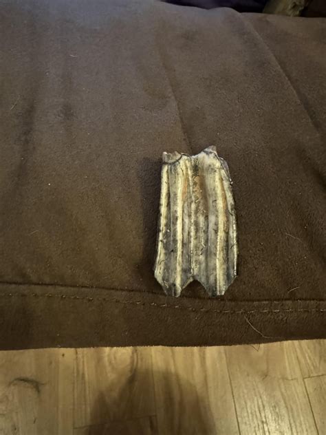 Is This A Fossil R Fossils