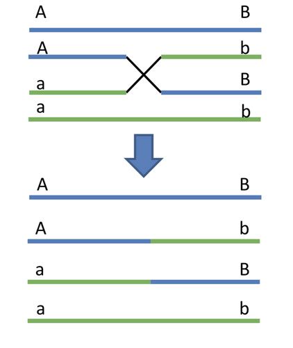 Cell Bio Final Exam Flashcards Quizlet