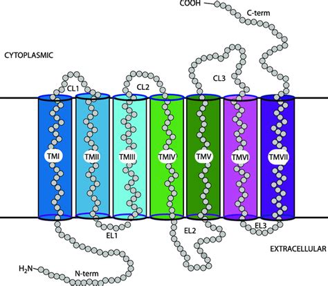 A 2 Dimensional Schematic Of An Opsin Protein With Domains Labeled As