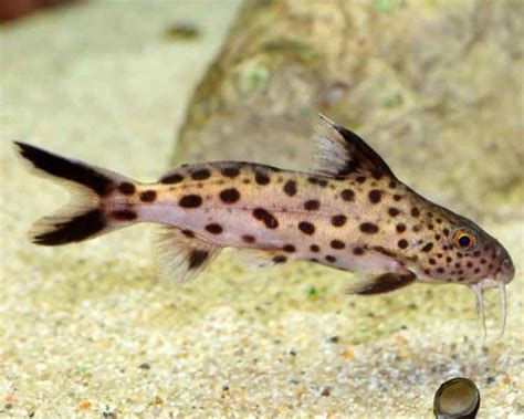 Synodontis Multipunctatus 3 4cm