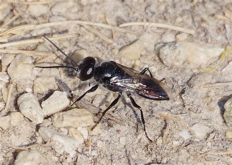 Bug Othe Week Monochromatic Stink Bug Hunting Wasp Riveredge Nature Center