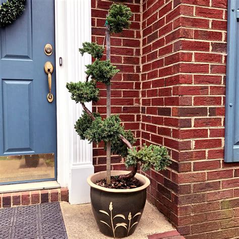 Dwarf Japanese Garden Juniper Topiary Buy From