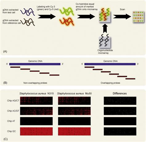 Characterization Of Microbial Pathogens By Dna Microarrays Pmc