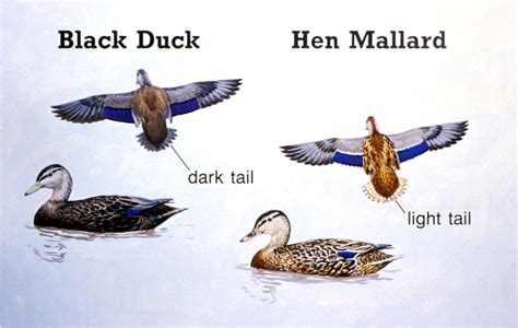 Hen Black Duck