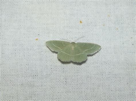 Small Grass Emerald From Кстовский р н Нижегородская обл Россия On