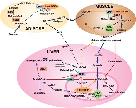 Acetyl Coa Metabolism