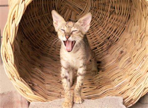 10 Reasons Why Your New Adopted Cat Wont Stop Meowing The Cat And