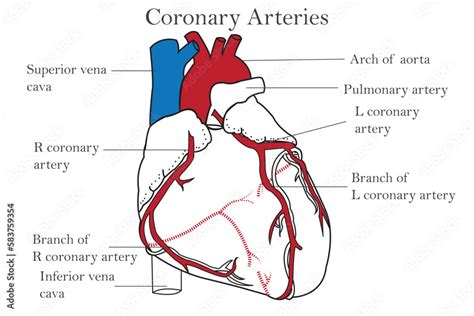 The Coronary Arteries Of The Heart Anterior View Including The Aorta