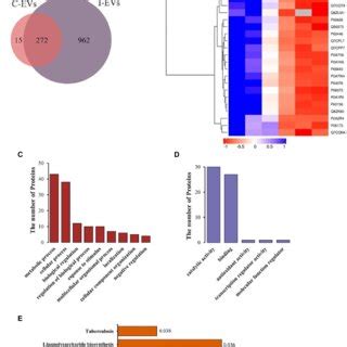 Label Free Quantitative Proteomics Analysis Of The Isolated