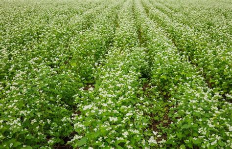 Premium Photo Beautiful Of Buckwheat Flowers Plant In Park