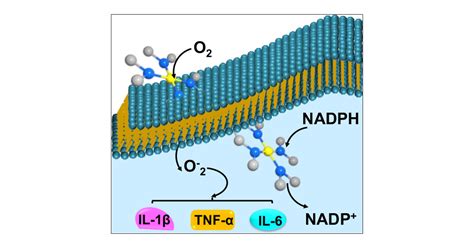 Nadph Oxidase Activity