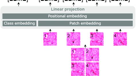 Process Of A Visual Transformer Where Data Flow From The Bottom To The