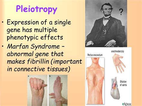 Ppt Non Mendelian Genetics Powerpoint Presentation Free Download