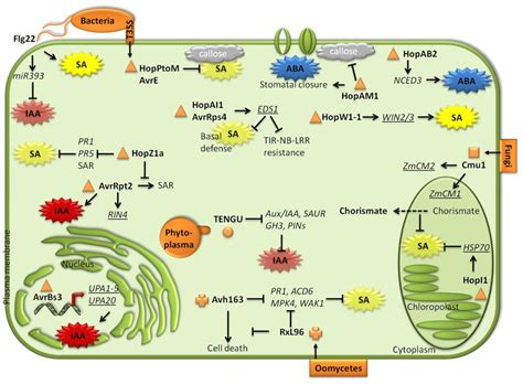 Frontiers Disease Resistance Or Growth The Role Of Plant Hormones In Balancing Immune