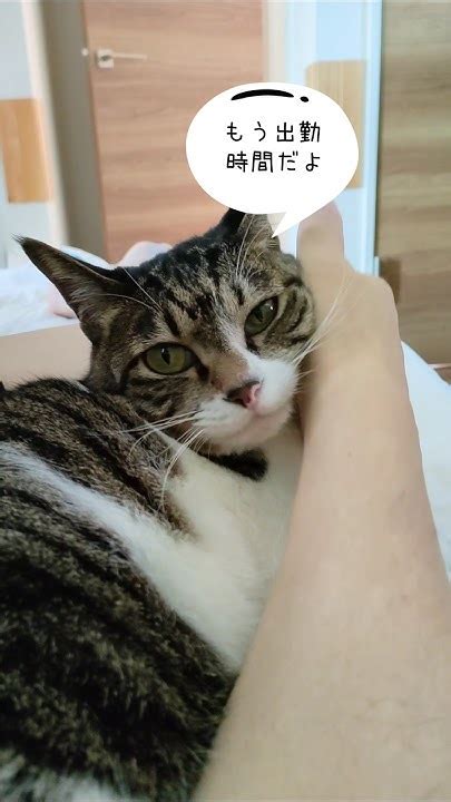 【平和なある朝】疲れたあなたへ🎬shorts Cat 猫 猫のいる暮らし 保護猫 ちいかわ Youtube