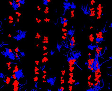 Crop Vs Weed Discrimination Dataset Lincoln Centre For Autonomous Systems