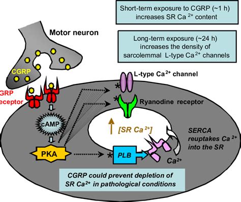 Schematic Representation Of Cgrp Effects On Ec Coupling Within 1h Cgrp Download Scientific