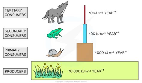 Pyramids Of Productivity Ib Ess Revision Notes