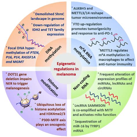 Epigenetic Regulation In Melanoma Main Paradigms Of Epigenetic Download Scientific Diagram