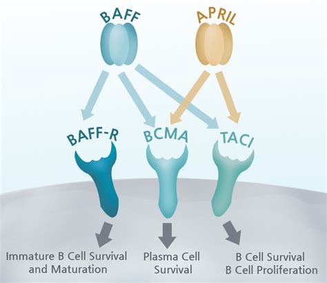 Targeting Bcma In Myltiple Myeloma
