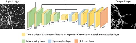 Deep Learning Model Of Deepneurite™ To Identify Neurite Structure From