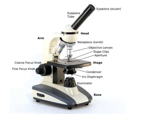 Micro Bio Lab Final Diagram Quizlet
