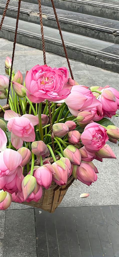 壁纸 夏日 荷花