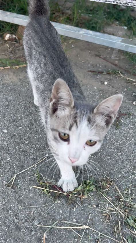 Pipi🌸bcg On Twitter 本当に野良なのかなってくらい私のこと好きだった🥺 Tzoxdpmq7k Twitter