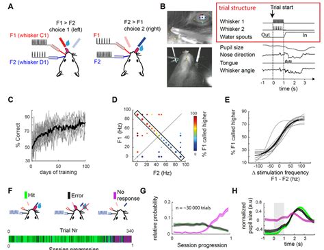 Performance And Behavior During Discrimination Of Simultaneous Download Scientific Diagram