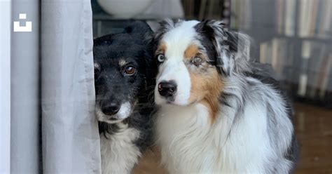 흰색과 검은색 보더 콜리 사진 Unsplash의 무료 개 이미지 흰색과 검은색 보더 콜리 사진 Unsplash의 무료 개 이미지