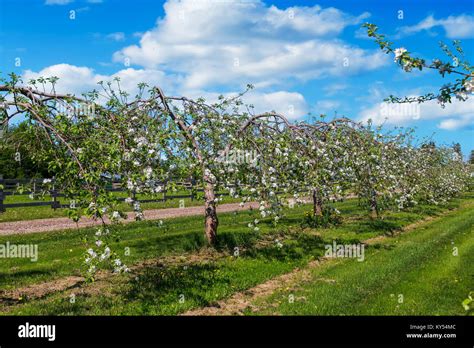 Fruit Trees Home Gardening Apple Cherry Pear Plum How To Prune Dwarf Fruit Trees