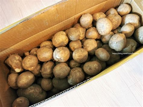 감자 보관하는 방법