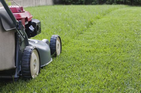 Cut Grass Job At Tracy Benedetti Blog