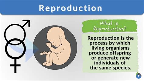 What Is Reproduction Definition In English At Katie Mueller Blog