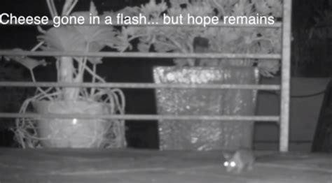 A Tale About Mission Mice First It S About Food Then Sex Mission Local