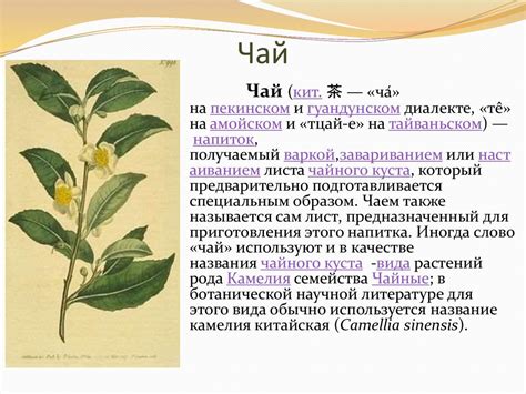 Чай. Как растет чай? - презентация онлайн