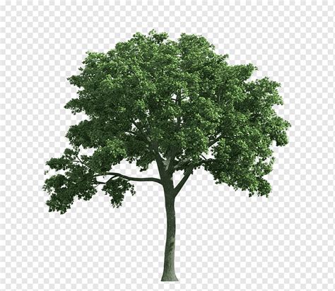 Tree Graphy Ulmus Americana Oak Tree Branch Wood Deciduous Png