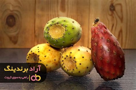 بررسی خواص کاکتوس گلابی خاردار اپونتیا برای سلامتی