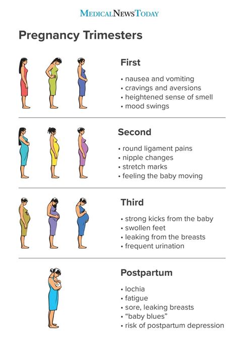 Second Trimester Weeks Nhs At Doreen Woods Blog