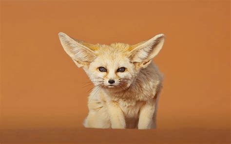 Fondo De Pantalla De Cachorro De Zorro Fennec