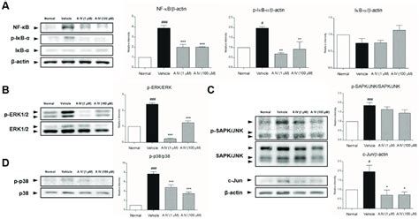 Activation Of Nf Kb And Ikb A A And Three Map Kinase With C Jun B Download Scientific