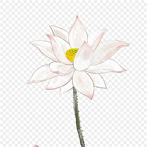 Chinese Style Lotus Png Image Chinese Style Lotus Flower Design Hand