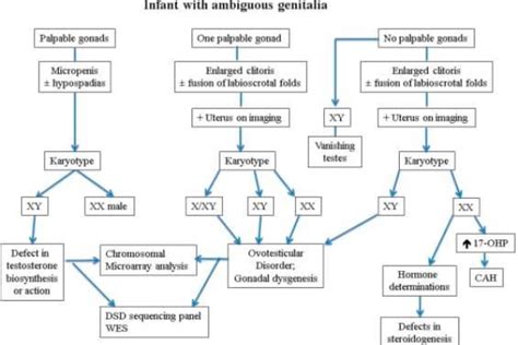 Dua Alat Kelamin Iaitu Khunsa Yang Orang Ramai Kena Tahu
